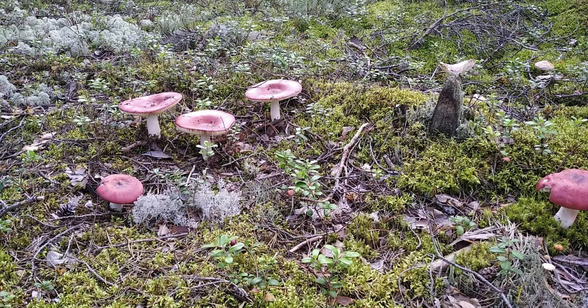 Väikelaps leidis murust tundmatu seene ja võttis tüki prooviks