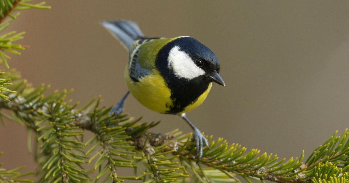 Rasvatihane ootab pekki ja sihvkasid