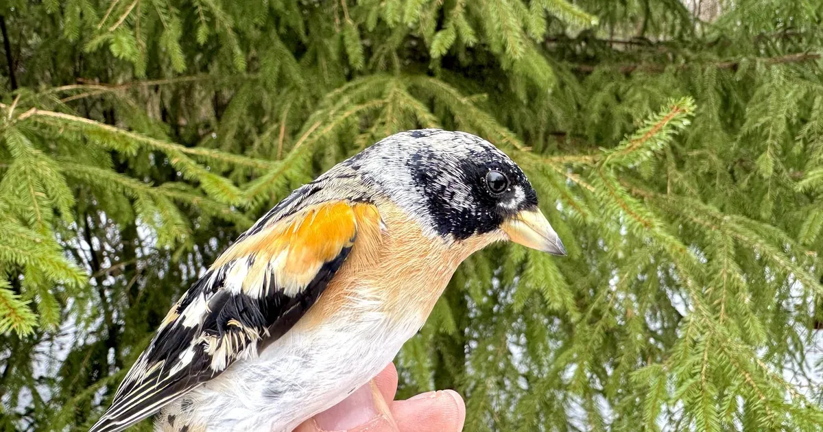 Kuidas teha vahet kuldnokal ja musträstal?