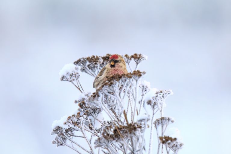 LOODUSPILDID Emajõgi külmub. Saarmas limpsab veel viimast suutäit ...