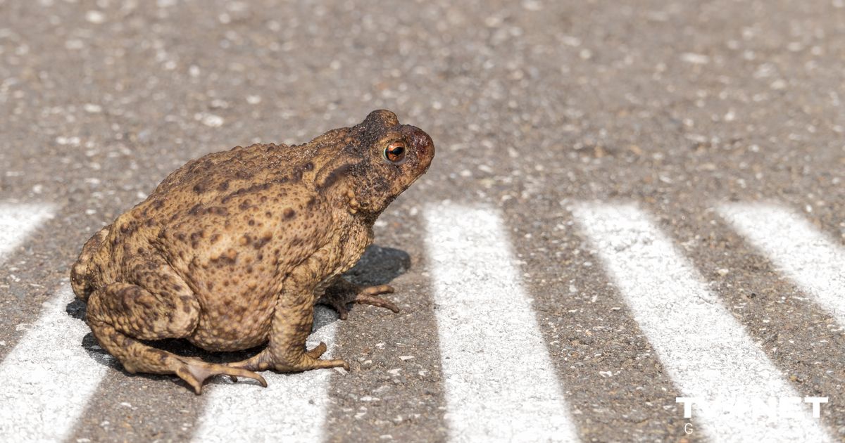 Aicina brīvprātīgos palīdzēt krupjiem droši šķērsot brauktuvi aktīvajā ...