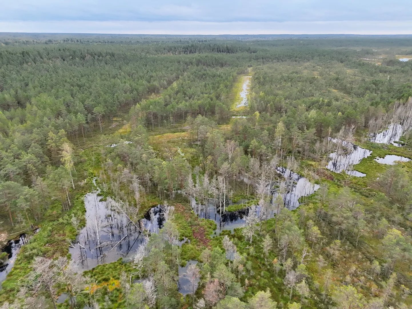 SA Kadunud vabatahtlikud otsijad leidsid septembris kadunuks jäänud mehe