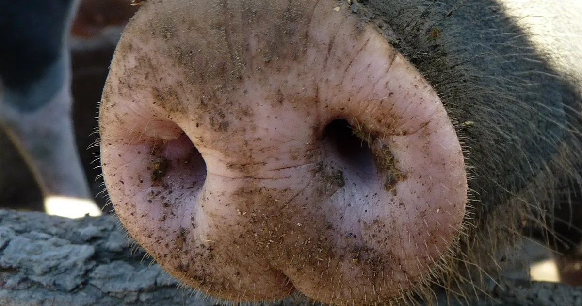 Anekdoot: ise oled siga!