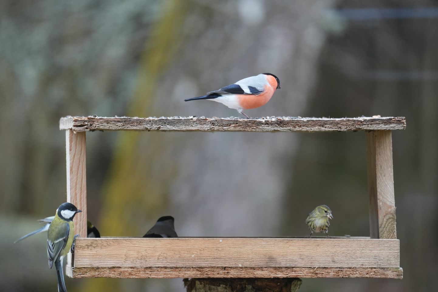 15 AASTAT AIALINNU VAATLUST "Lindude toitmine on võimalus lastele ...