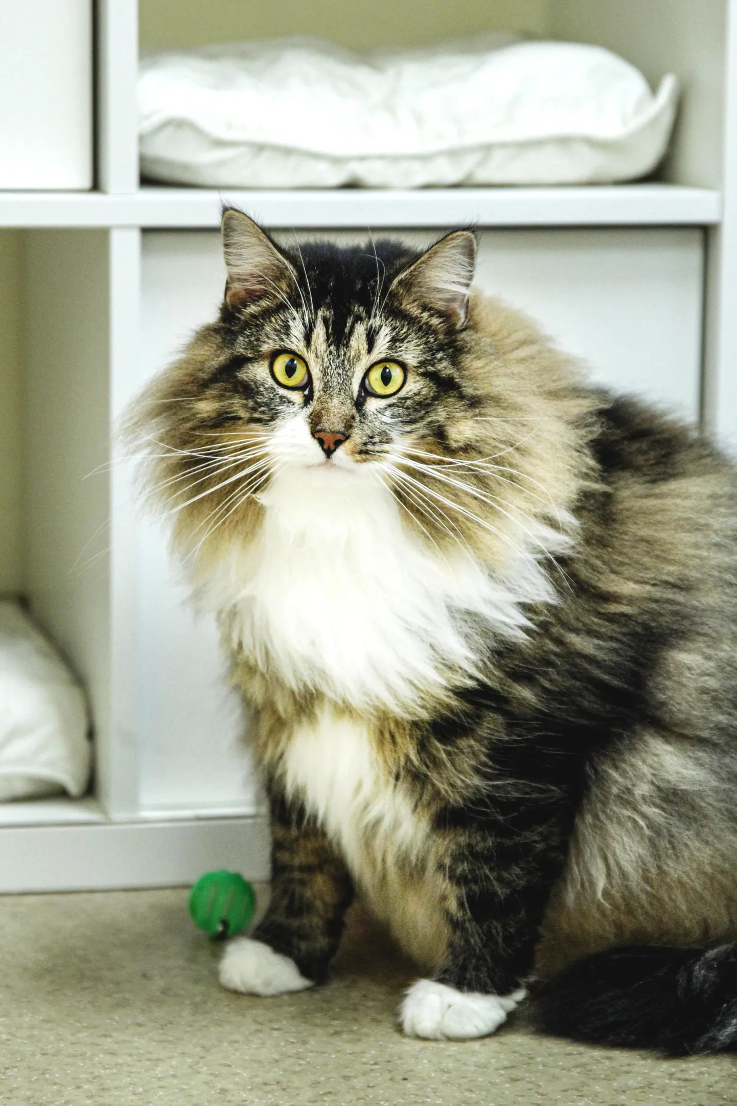 PAKU KODUSOOJA Koheva kasukaga hurmur Fabio unistab hoiu- või päriskodust