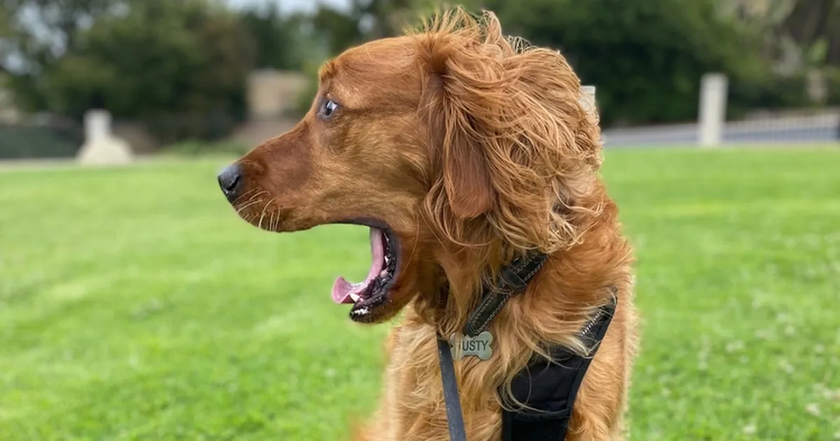 «Mitte kunagi enam!» Kuldne retriiver näeb esimest korda kalkunit ja ...