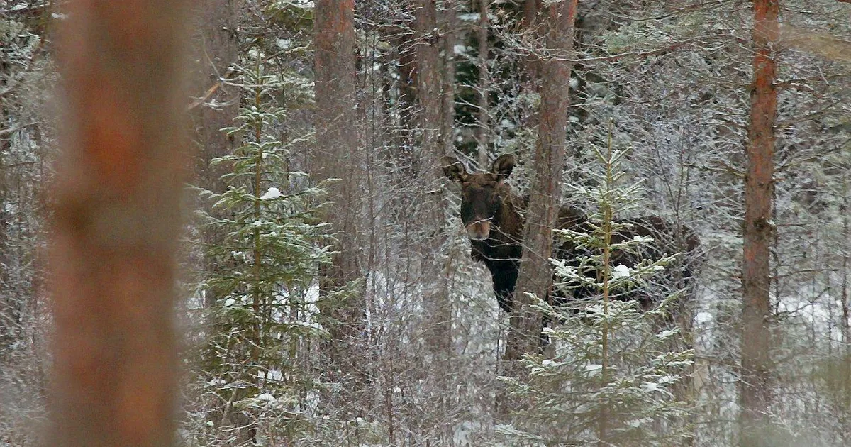 Aasta loom on Eesti metsade hiiglane