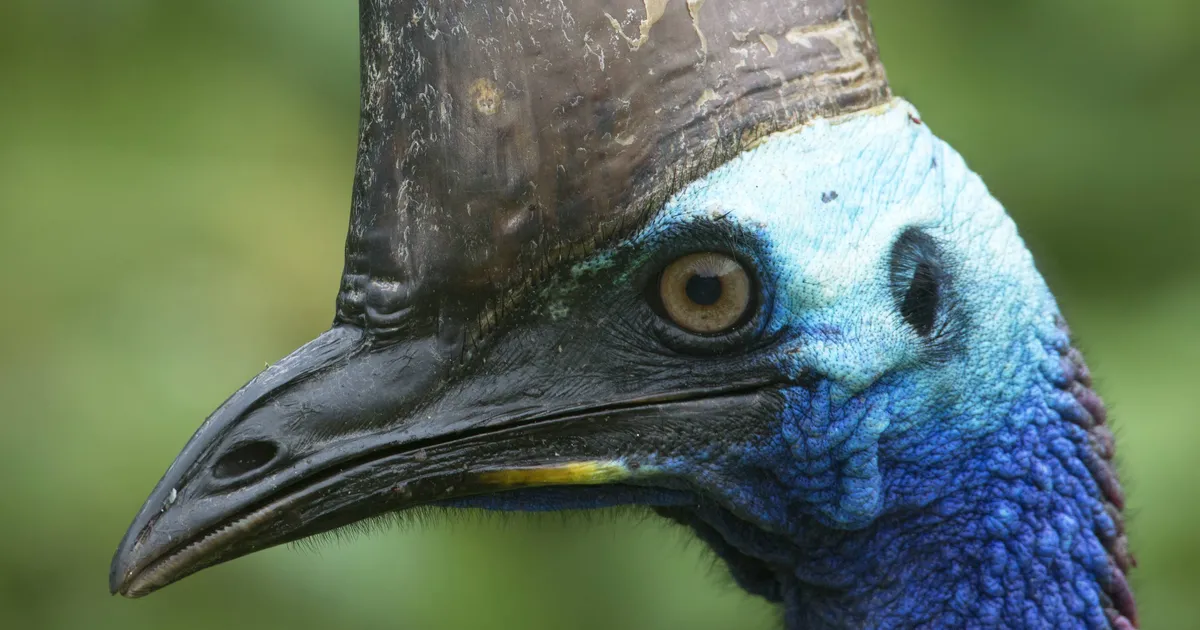 Maailma kõige ohtlikum lind kaasuar