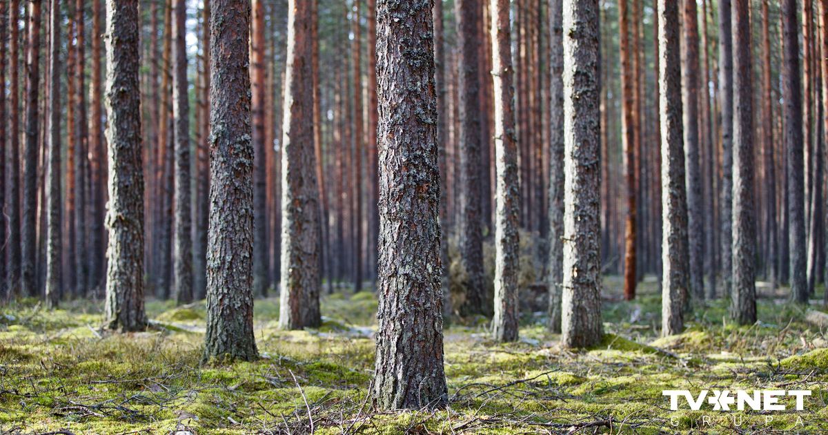 Pie Varkaļu kanāla vairākas nedēļas uzdarbojies mežu postītājs un ...