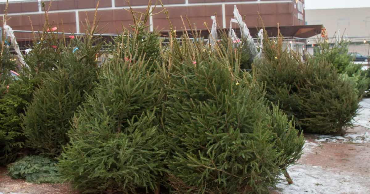 Kuusk too tuppa aeglaselt