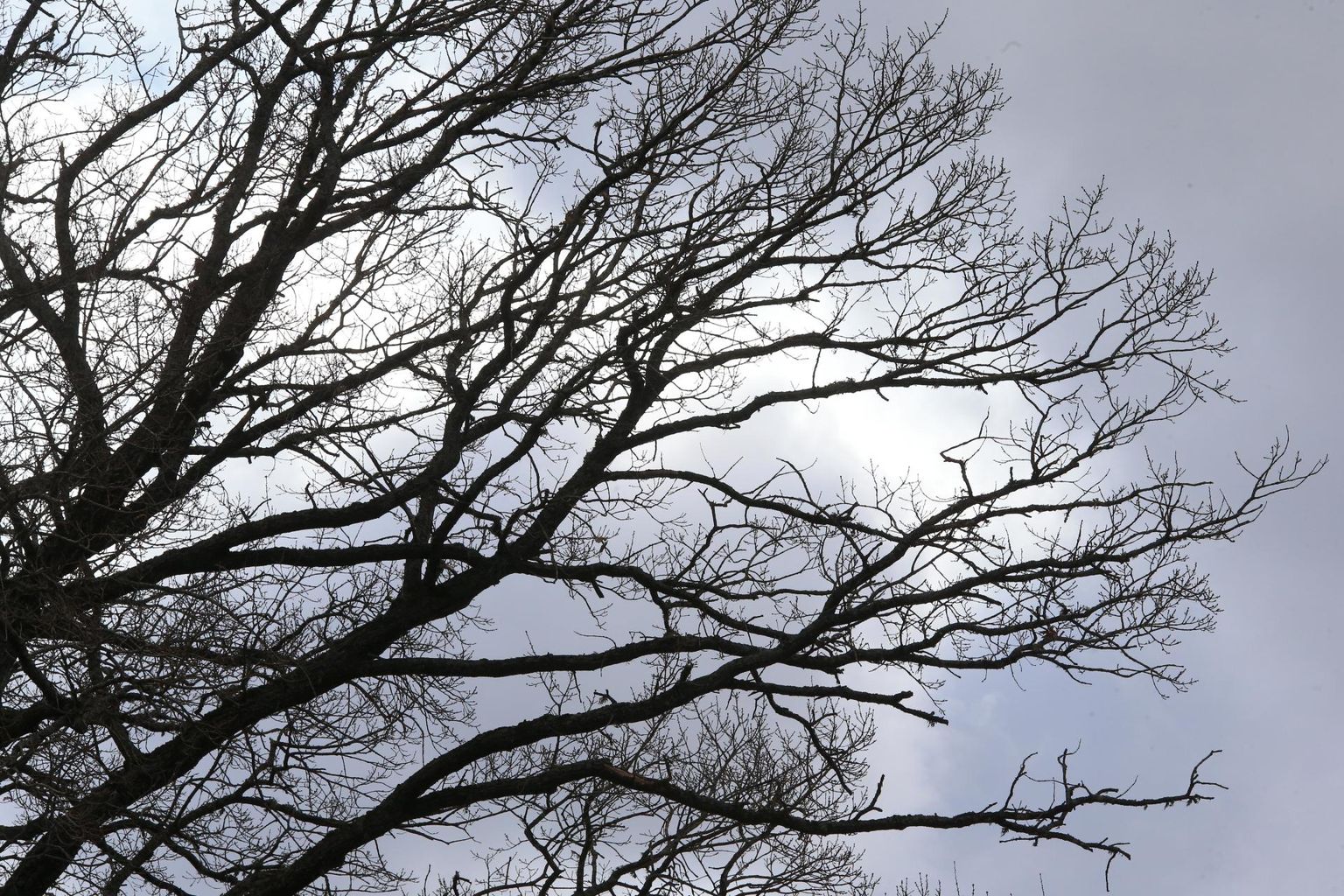 Pühapäeval võib tulla vihma ja lörtsi