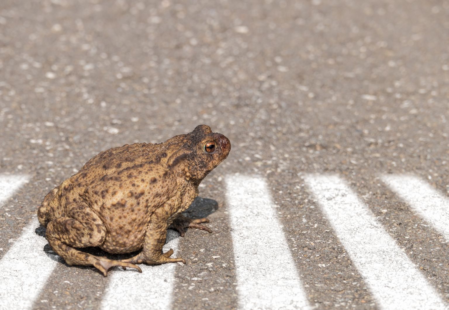 Aicina brīvprātīgos palīdzēt krupjiem droši šķērsot brauktuvi aktīvajā ...