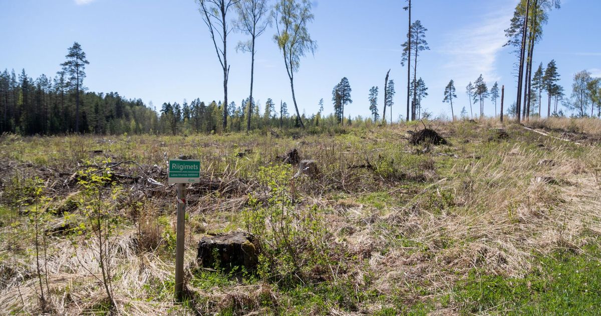 Silvia Paluoja: Kodanikuühiskond lööb pea selga
