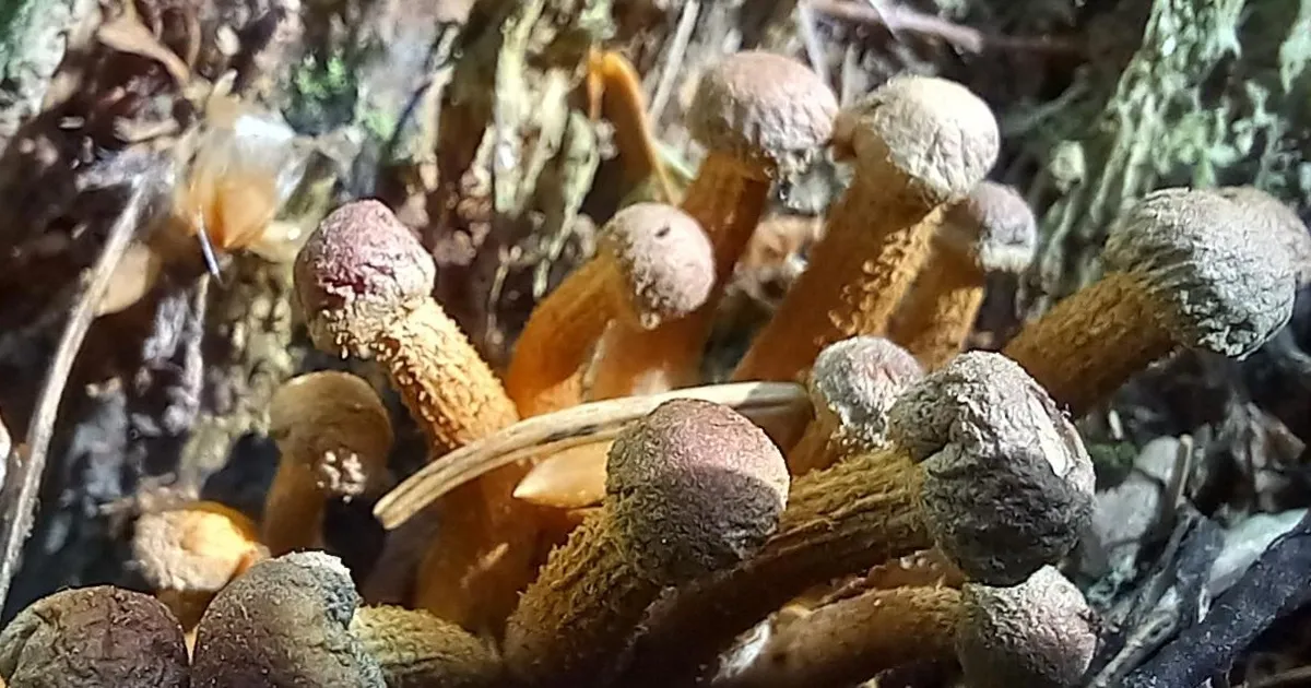 Seeni leiab metsast vähe, sääsed ja parmud ründavad parvedena