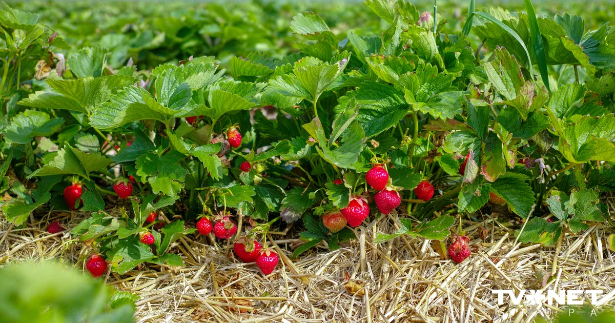 Zemeņu audzētāji prognozē, kad gaidāmas pirmās Latvijas zemenes