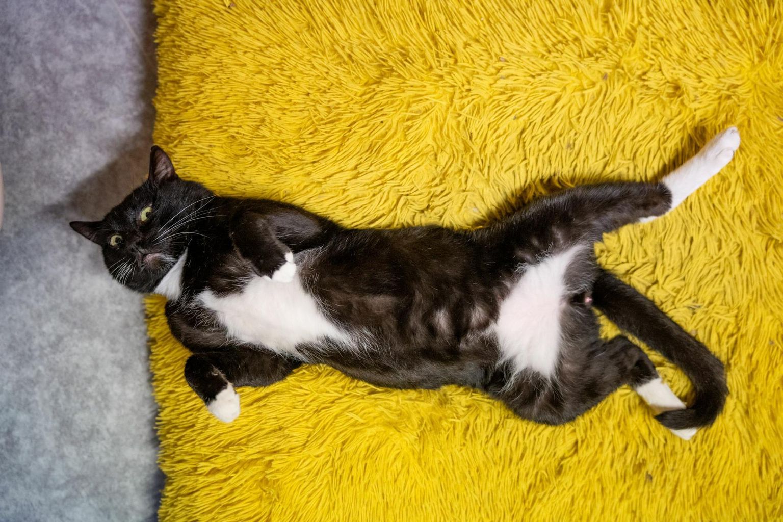 HOROSKOOP Lõvi peaks vähem lubama ja Vähk kehtestama piirid