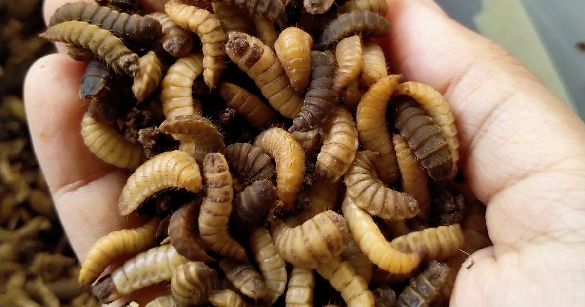 Venemaa asepeaminister soovitab venelastel liha asemel vaklu süüa