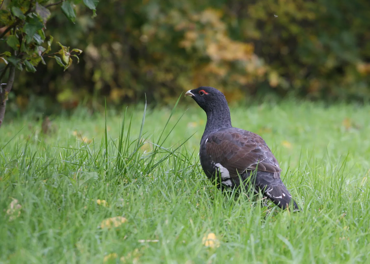 Eesti juubeliaasta lind on metsis