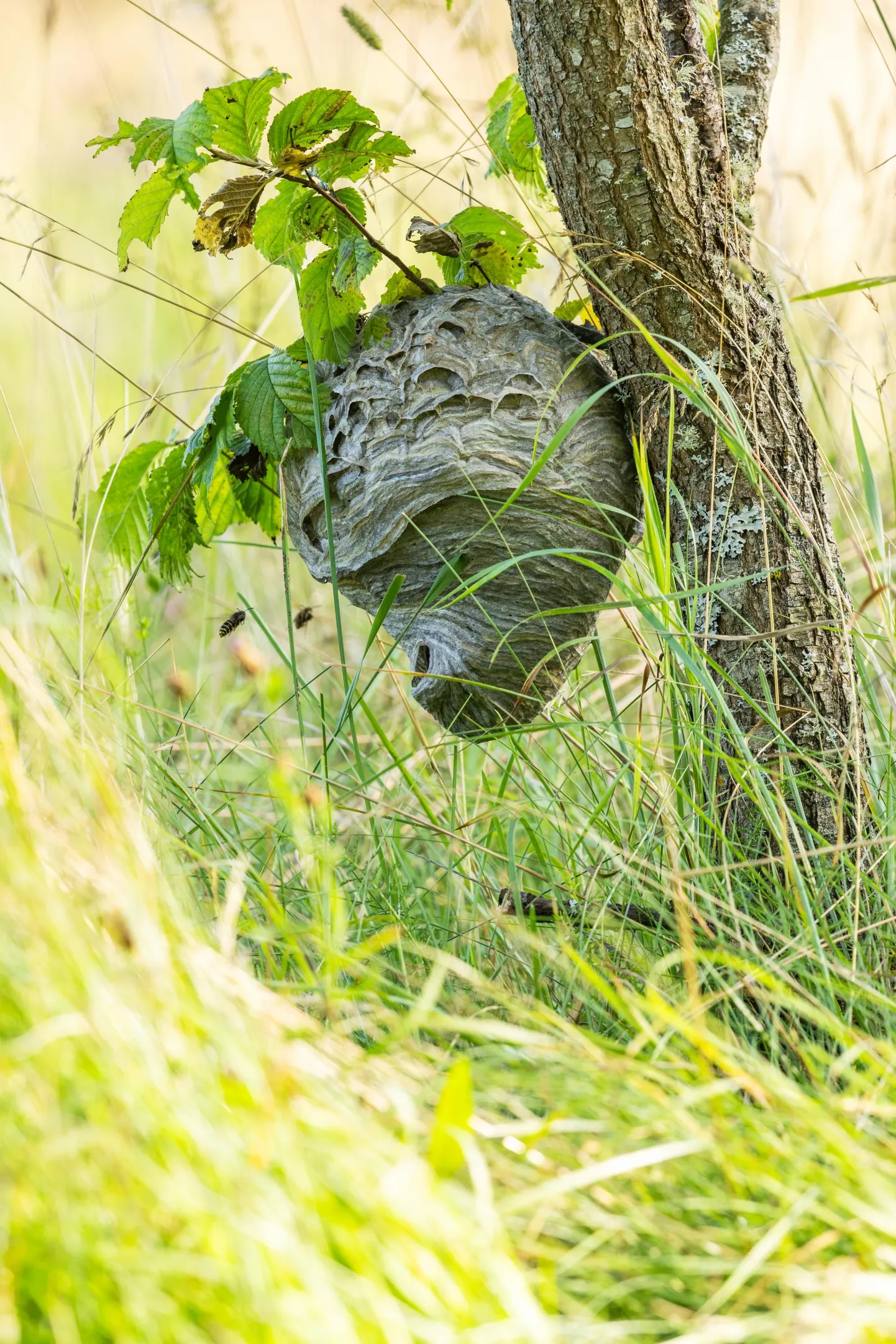 LOODUSVAATLUS Herilased ehitasid taluhoovi vägeva pesa