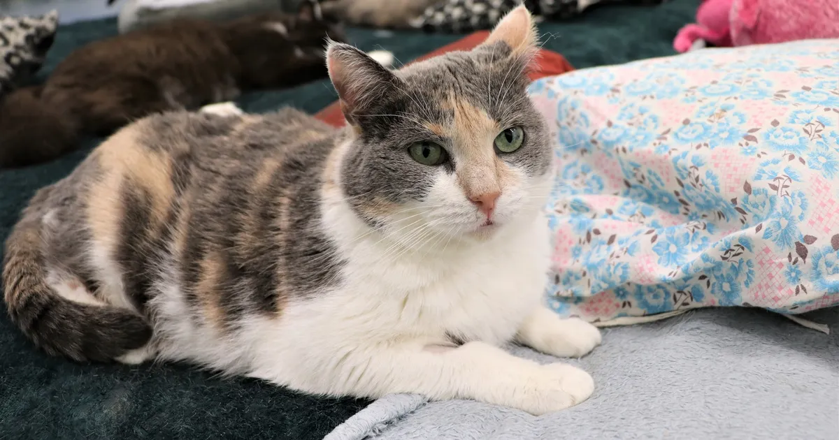 PÄEVAKÄPP Ebaõiglane: imekauni kasukaga Una on päris oma kodu oodanud ...