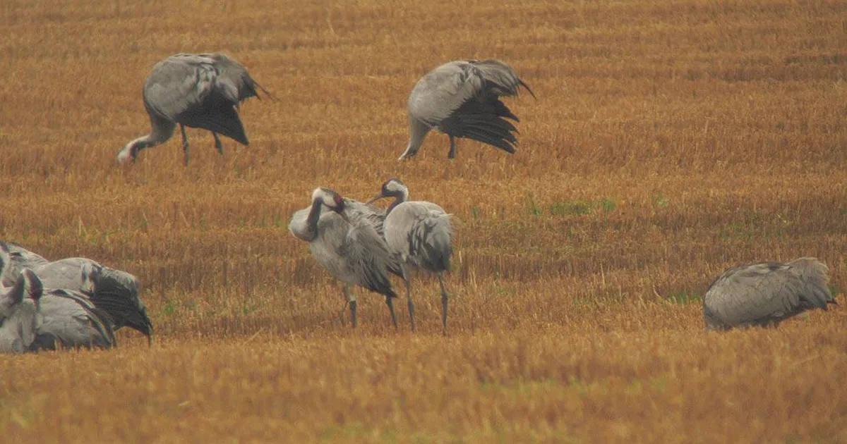 Sookurg Ahja 4 asus taas pikale rändele
