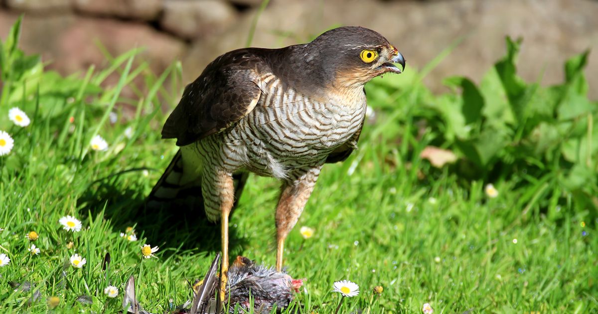 UURING Aasta linnu arvukuse vähenemises raudkull peaosa ei mängi
