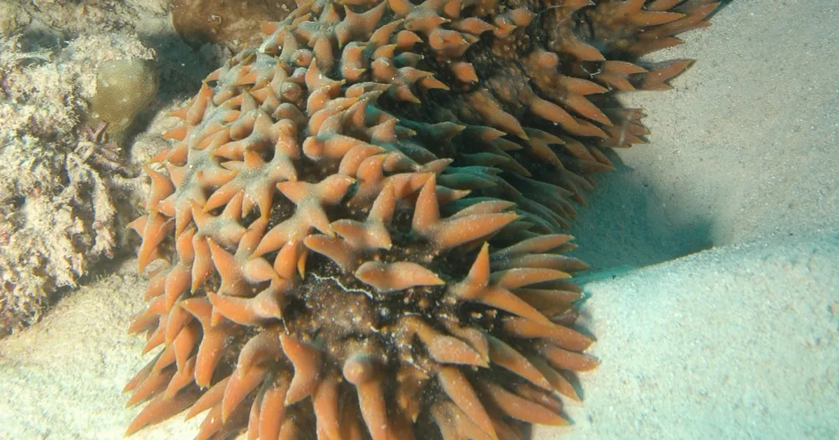 SAAGE TUTTAVAKS: MERIKURK see tegelane päästaks korallid