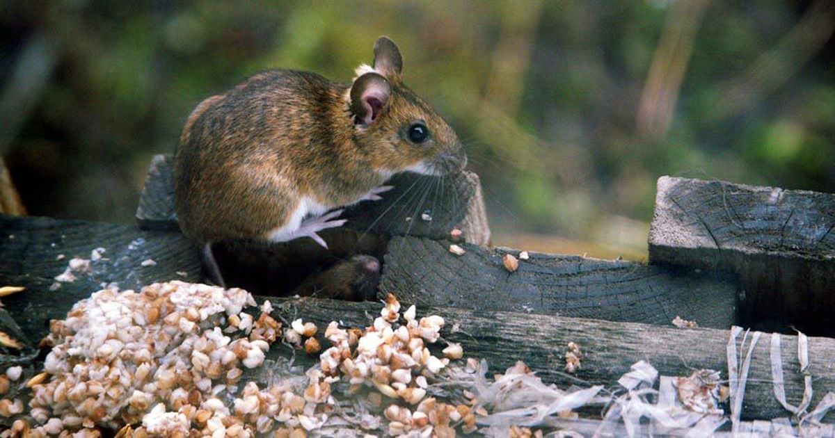 Hiired ja rotid levitavad ohtlikke haigusi - Arhiiv - Sakala