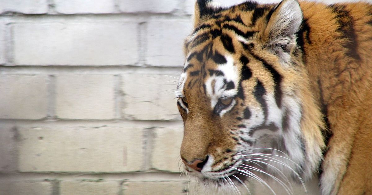 Tallinna loomaaed tähistab sünnipäeva loodushariduspäevaga