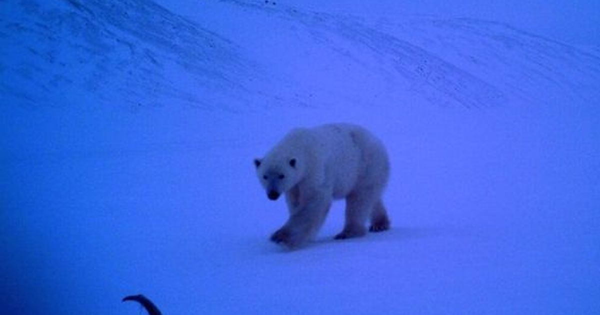 Haruldane foto: jääkaru leidis jääst muskusveise jäänused - Kirev elu ...