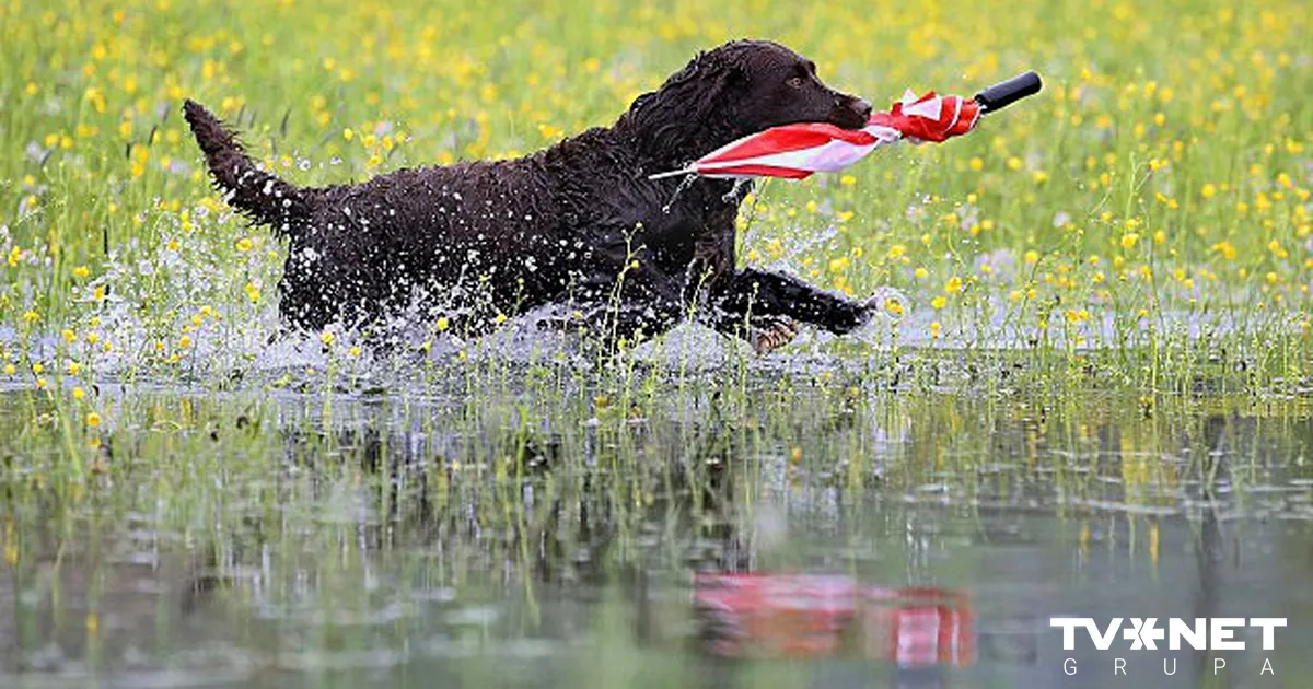 Sestdien debesis apmāksies, gaidāms lietus