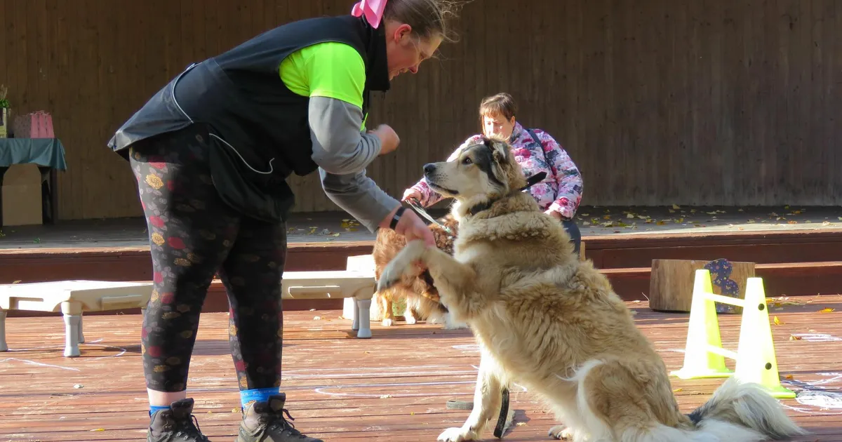 Spordikeskuses toimub koerte näitusekoolitus