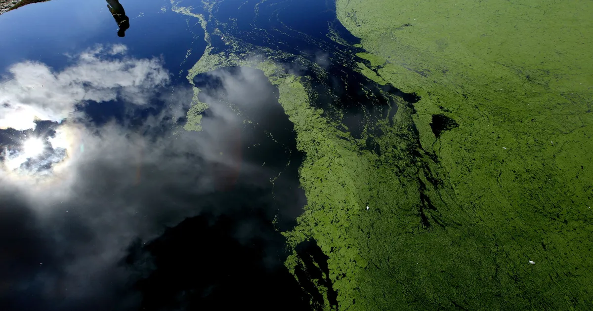 Kuumus pani Läänemeres sinivetikad vohama