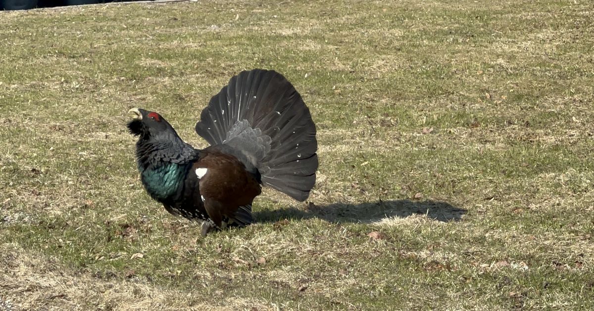 GALERII JA VIDEO Kuri metsis kippus Taagepera lossi