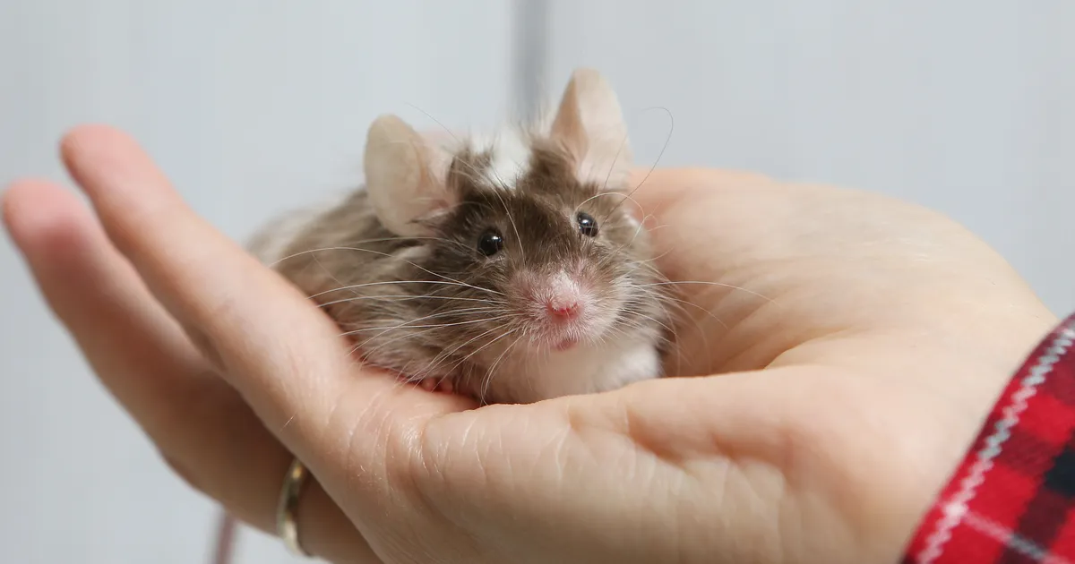 HIIRED TOAS ON OHUMÄRK Mees nakatus Muhu maakodus hantaviirusesse