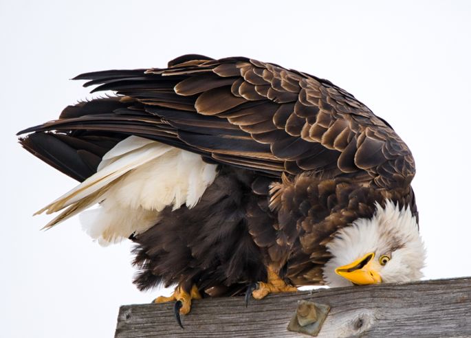 Pistrikulised Jeopardy Template