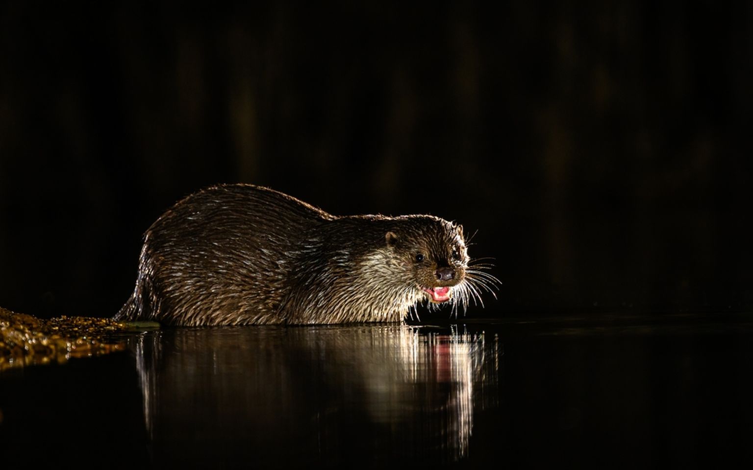 VIDEO Ūdrs Lielbritānijā veicis 100 000 mārciņu vērtu zādzību