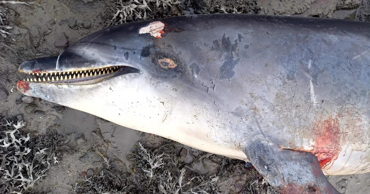 Venemaa järjekordne kuritegu? Must meri uhub kaldale massiliselt surnud ...