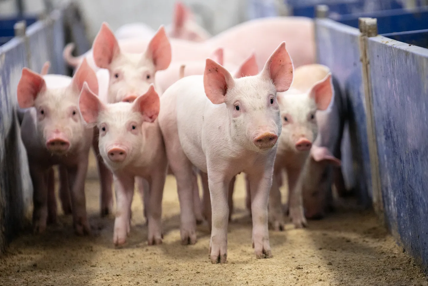 PUUST JA PUNASEKS Kuidas olla kindel, et seakatkukeerises on toidulaual ...