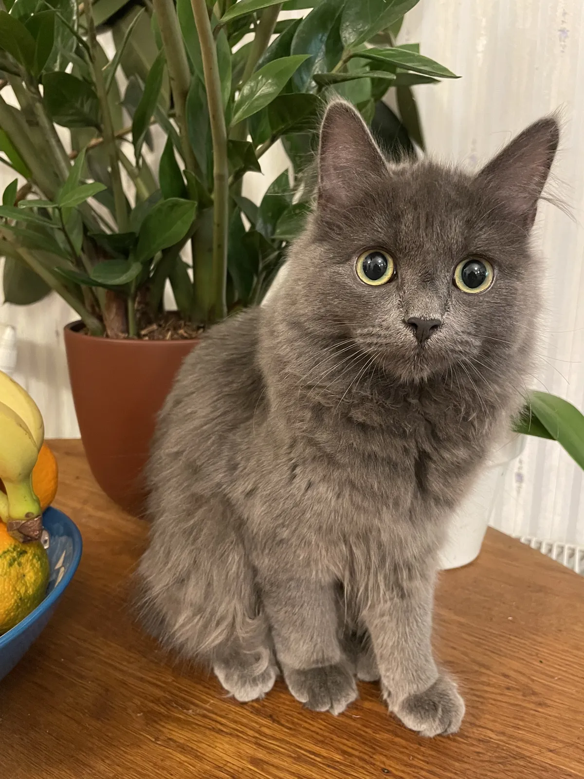 Tingimusteta armastust inimene ilma kassita kuidagimoodi ei õpi