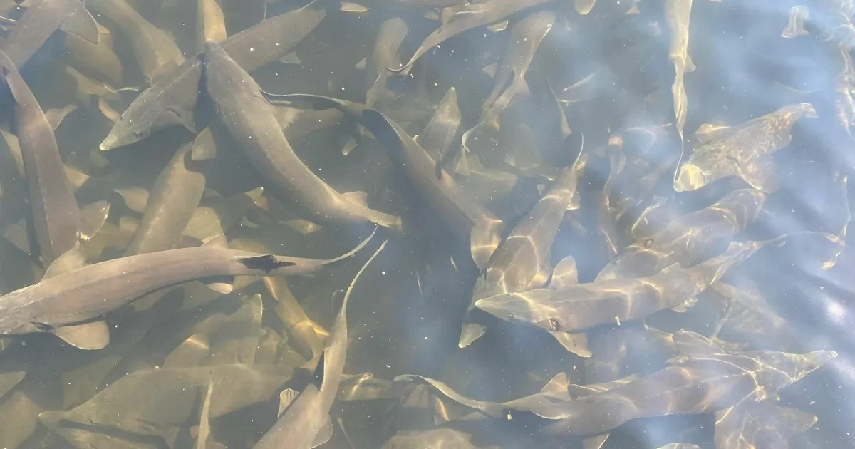 Põlula tuurad sõitsid Padisele staarideks