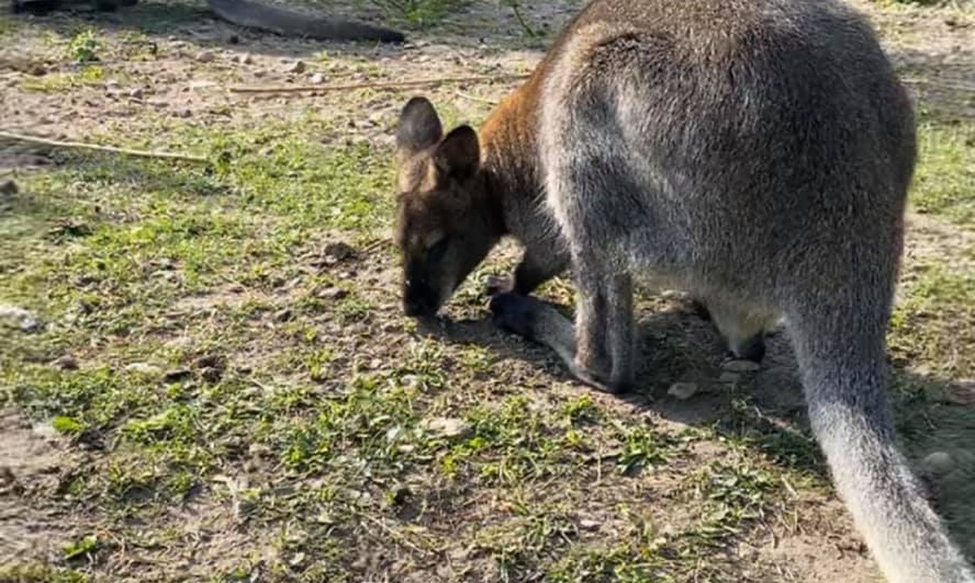 Dzinējmedībās no masta izsprūk pazudušais valabijs Sidnejs - Dzīvnieki ...