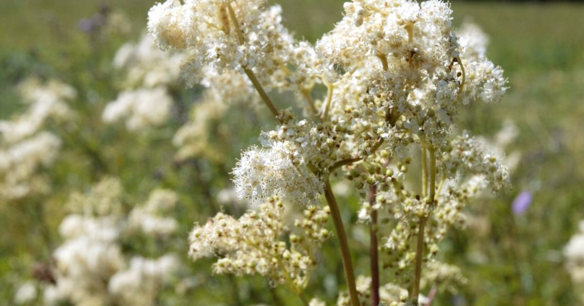 Angervaks – looduslik aspiriin