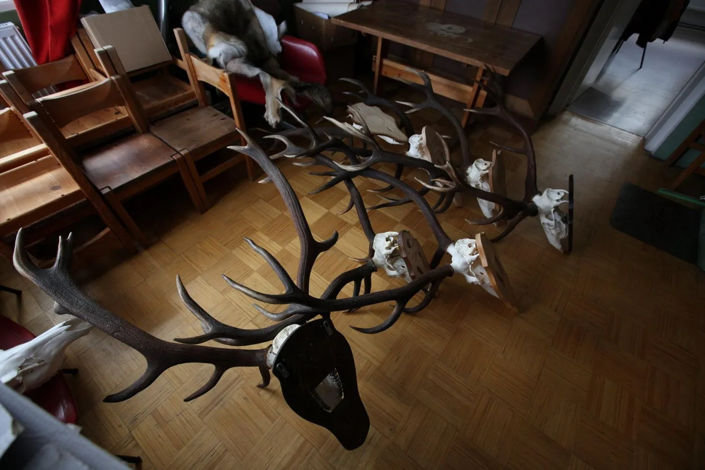 Jahitrofeed Käisid Hindamislaual