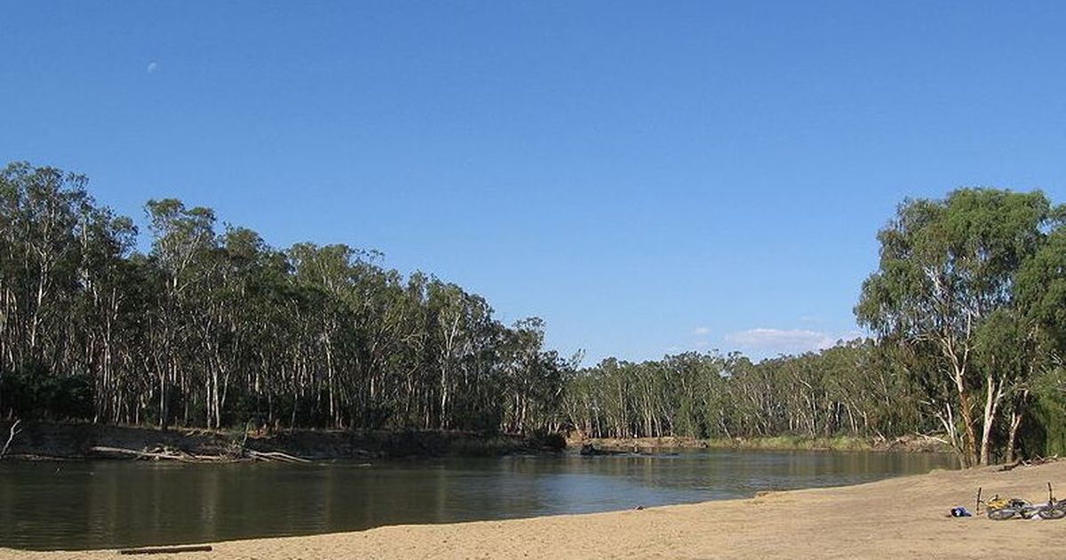Puulehed annavad vihjeid, kus võivad kullalademed olla - Kirev elu ...