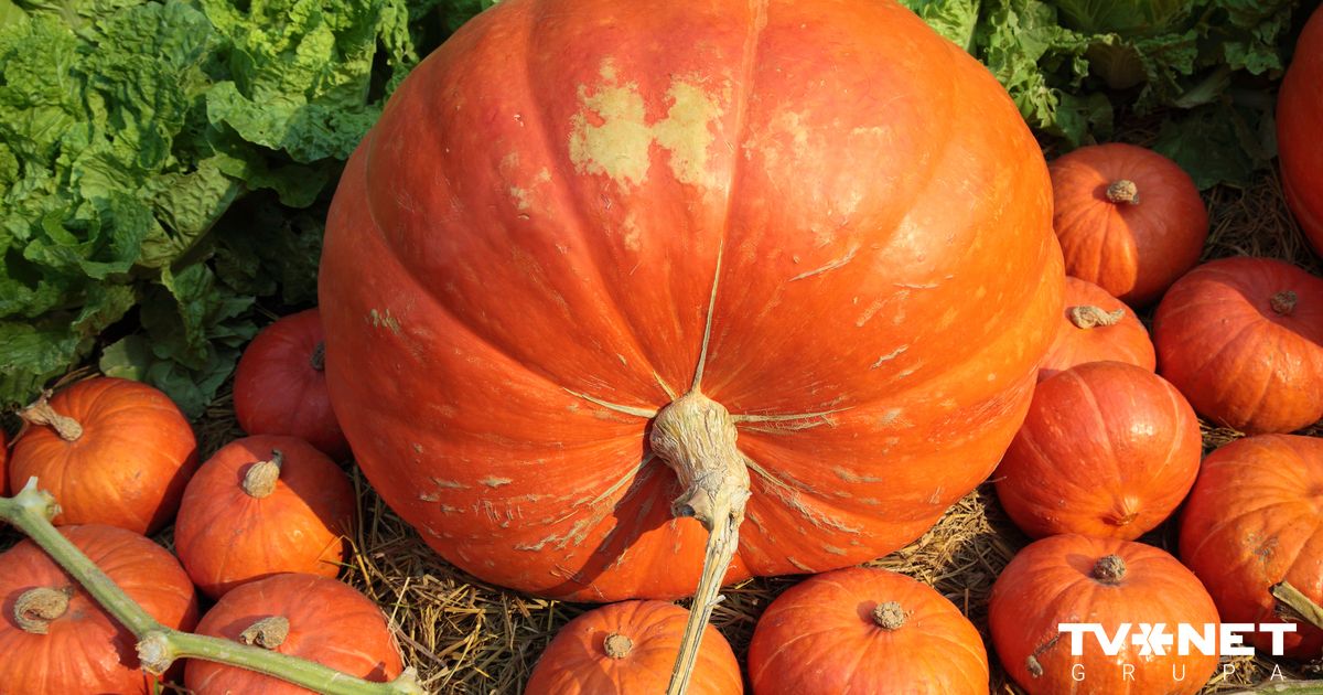 Kuram lielākais ķirbis? Aicina pieteikties ikgadējam Latvijas ķirbju ...