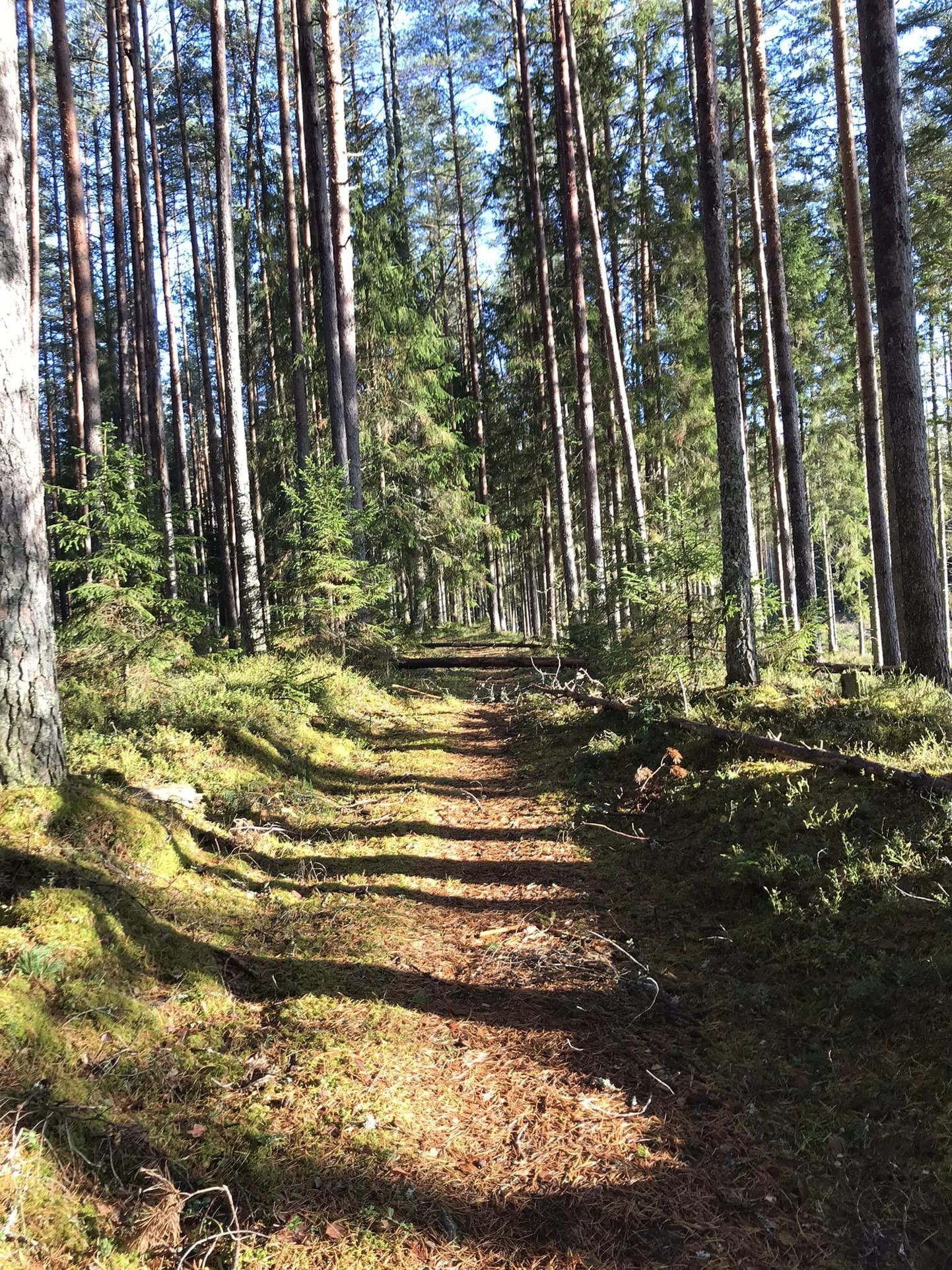 Saunametsa matkarada sai tormimurrust priiks