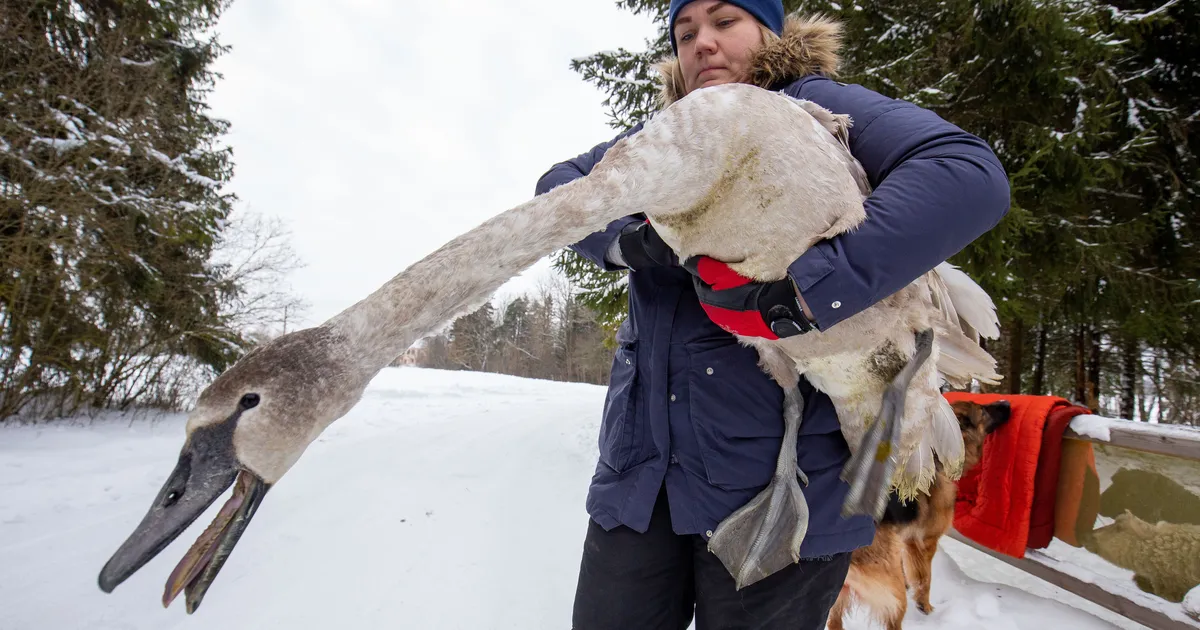 Luiged lasid hoiukodust varakult jalga