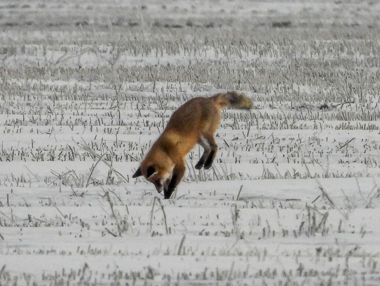 Vaatepilt, mida iga päev ei näe: Ida-Virumaal jäi kaamera ette jahti ...