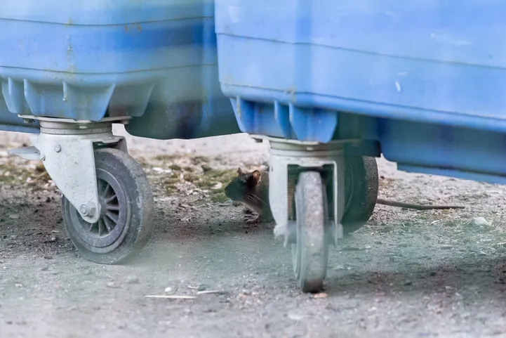 Eestit ähvardab rotimürgi keeld